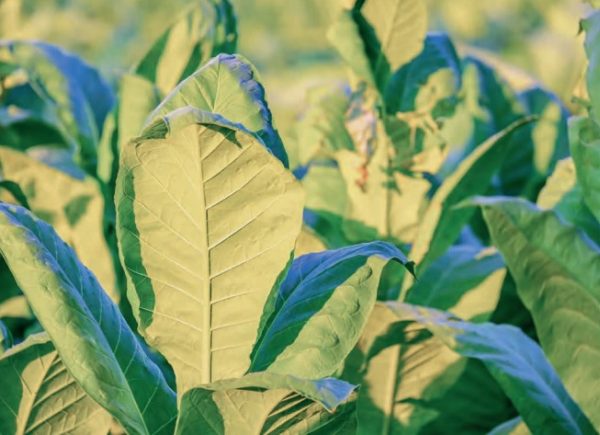 Cisco Live Magazine: BAT Chile com foco na Transformação Digital